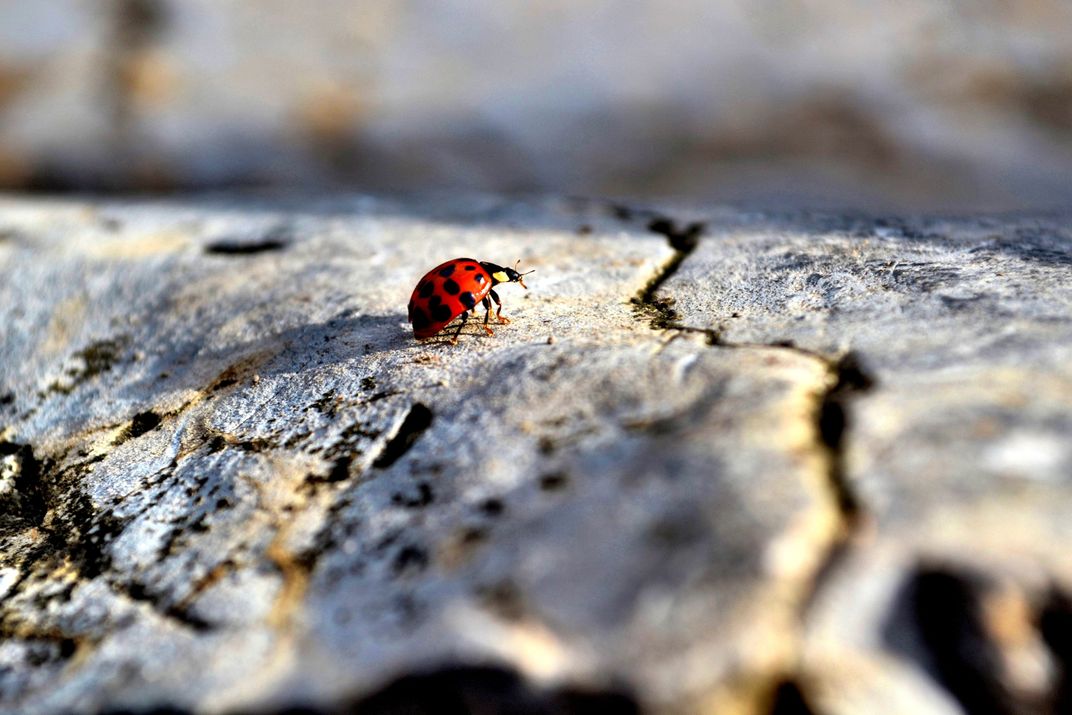 A ladybug and it's shadow. | Smithsonian Photo Contest | Smithsonian ...