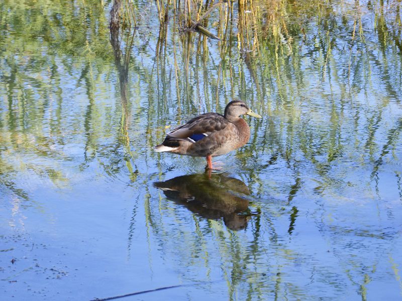 Double Duck | Smithsonian Photo Contest | Smithsonian Magazine