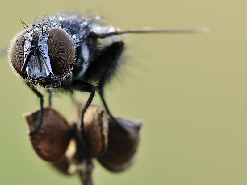 Close up of a strange fly near my garden | Smithsonian Photo Contest ...