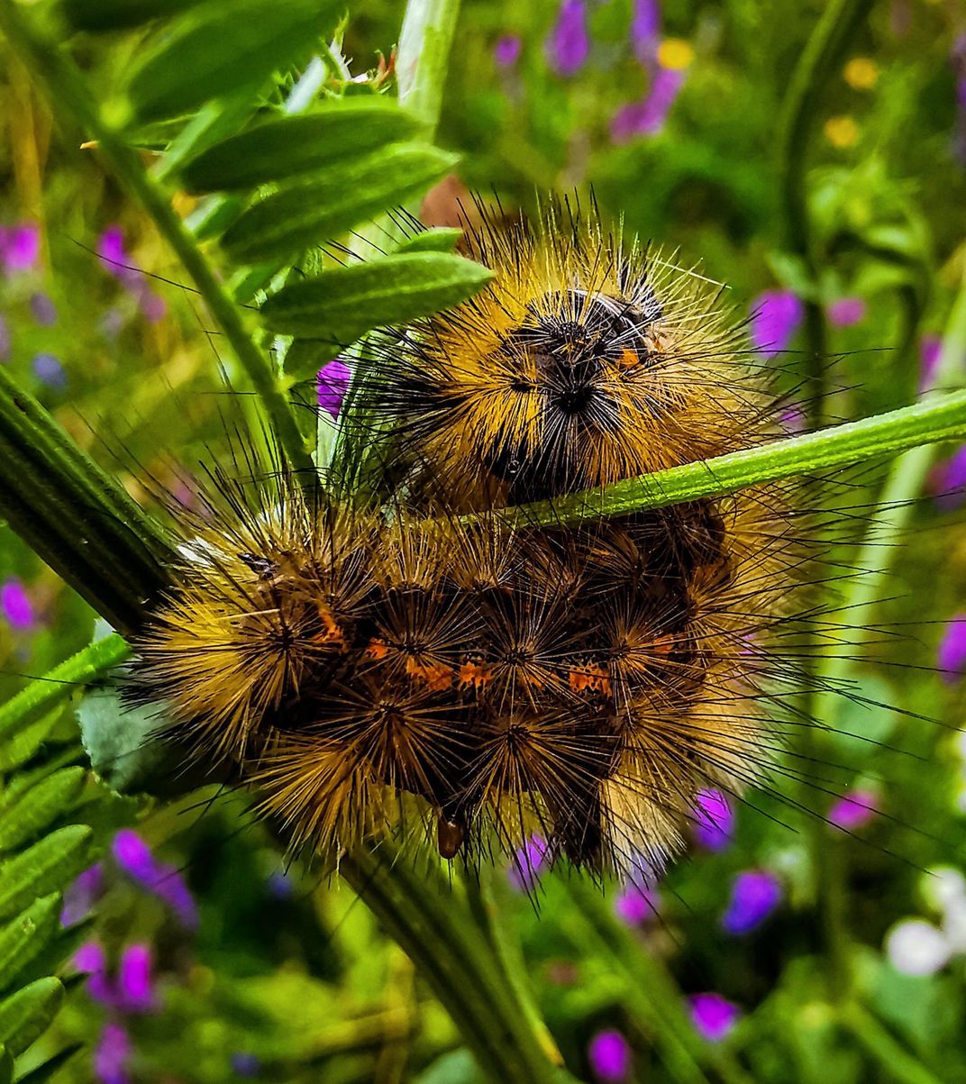 Hernyó macro | Smithsonian Photo Contest | Smithsonian Magazine