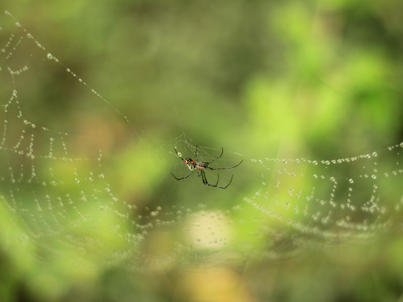 Aracno | Smithsonian Photo Contest | Smithsonian Magazine