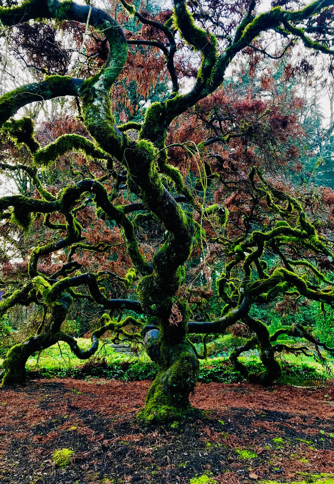 A Twisted, Moss-Covered Tree | Smithsonian Photo Contest | Smithsonian ...