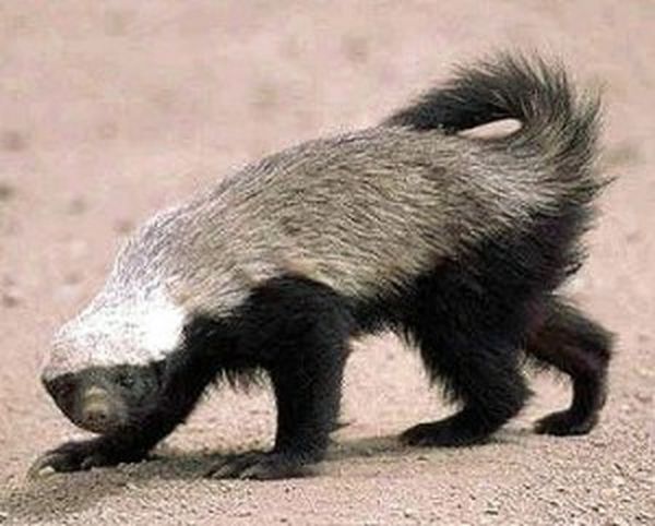 Honey Badgers Are Real