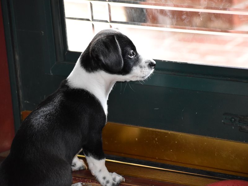 A puppy watching out the window | Smithsonian Photo Contest ...