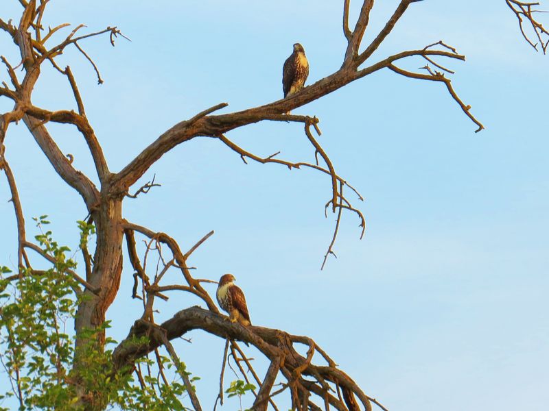 Pair of Hawks high in the Tree | Smithsonian Photo Contest ...