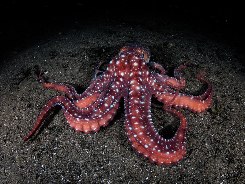 A Starry Night octopus explores a rocky reef at night. | Smithsonian ...