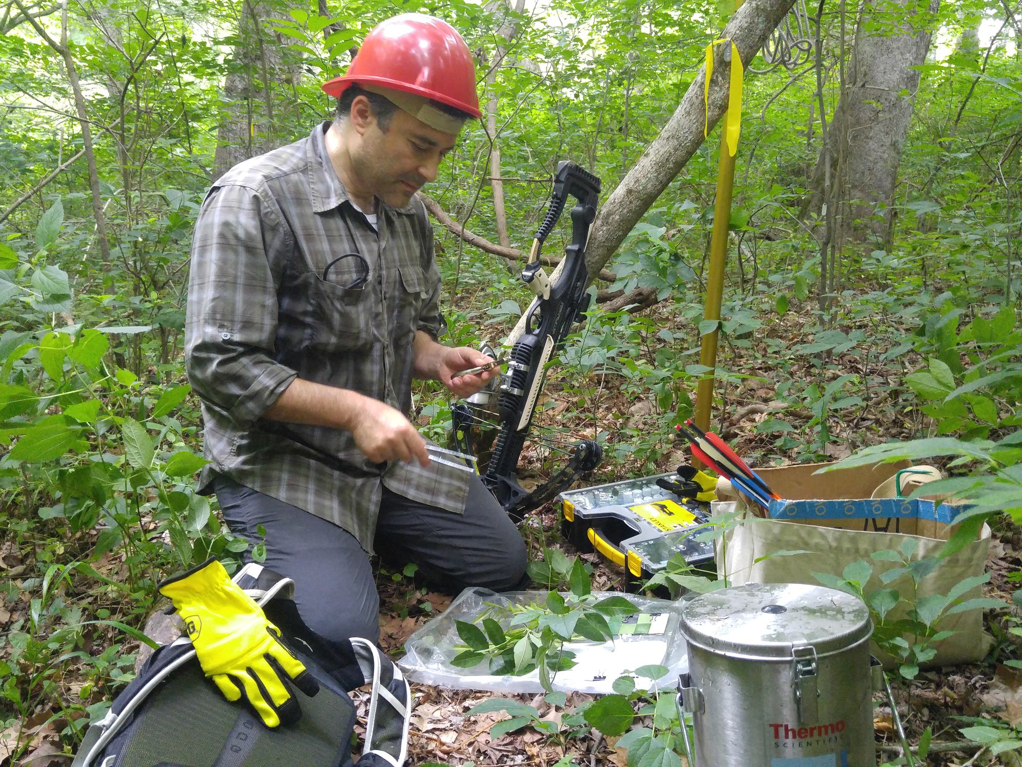 How Crossbows Can Tell Us Which Genes Trees Are Turning On…and Off ...