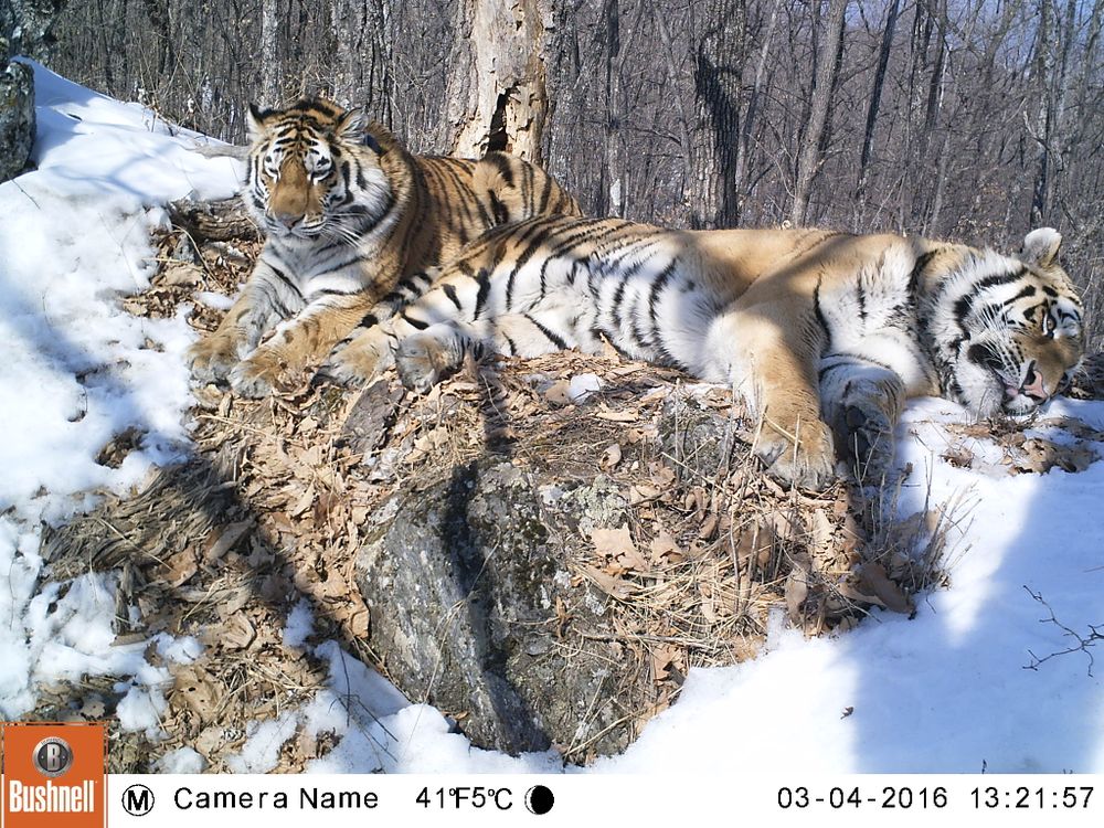 Two Orphaned Siberian Tigers Reunite as Mates After a 120-Mile Trek ...