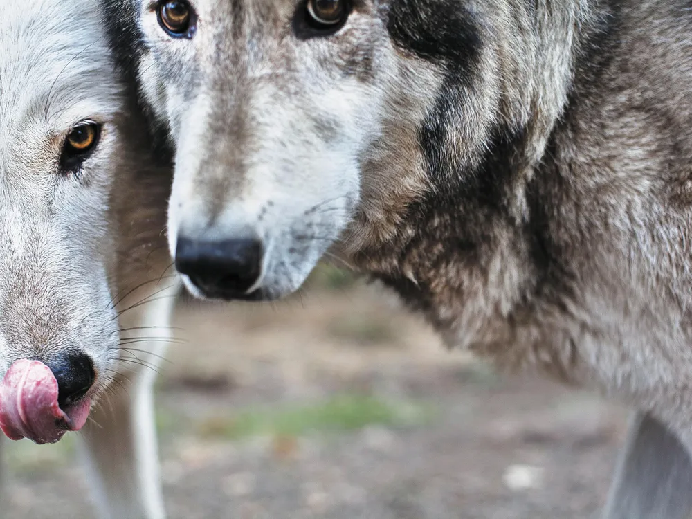 PHOTOS: A Sanctuary for Wolves