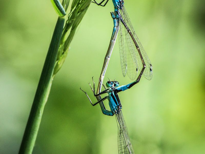 Dragonflies mating | Smithsonian Photo Contest | Smithsonian Magazine