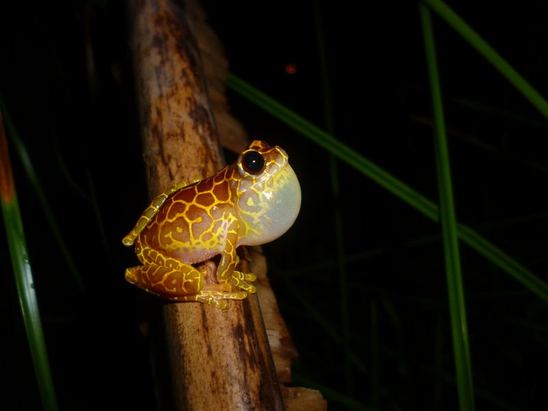 Triangle treefrog | Smithsonian Photo Contest | Smithsonian Magazine