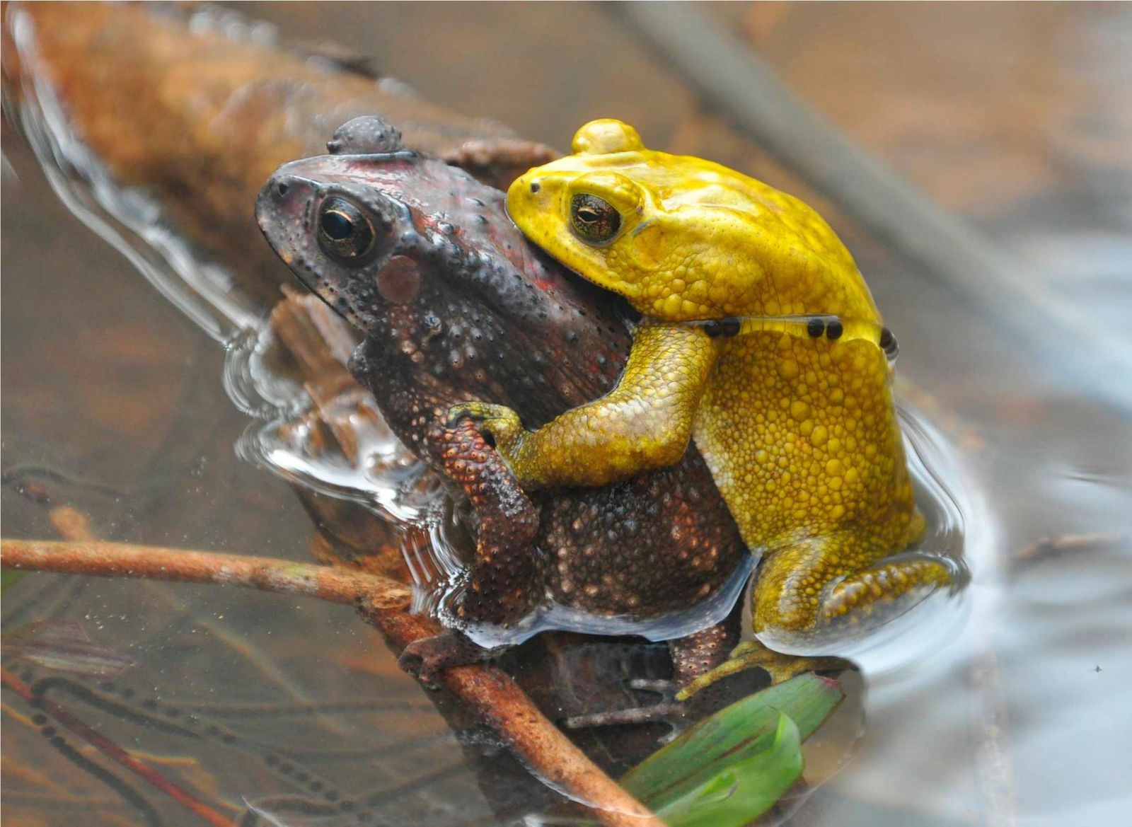 For Two Days Each Year, These Drab Brown Toads Turn a Dazzling Neon ...