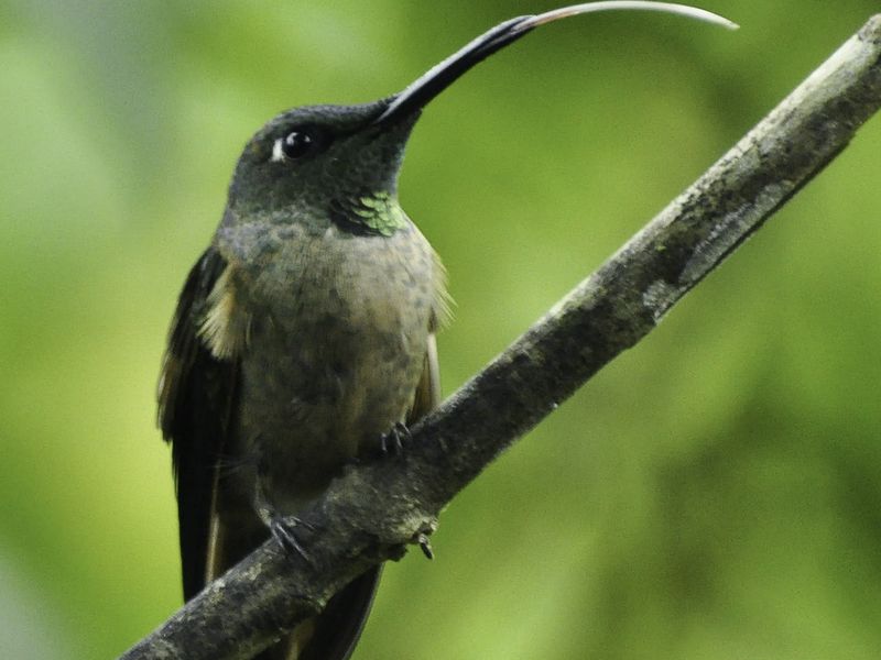 Hummingbird with tongue extended | Smithsonian Photo Contest ...