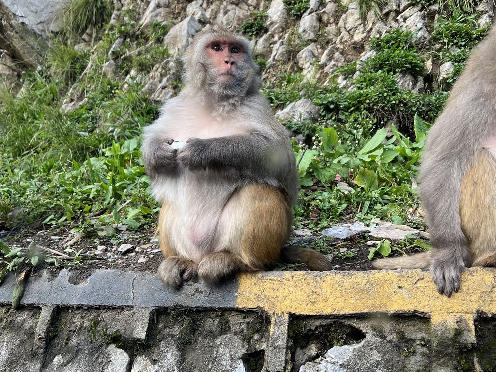 A king Monkey | Smithsonian Photo Contest | Smithsonian Magazine