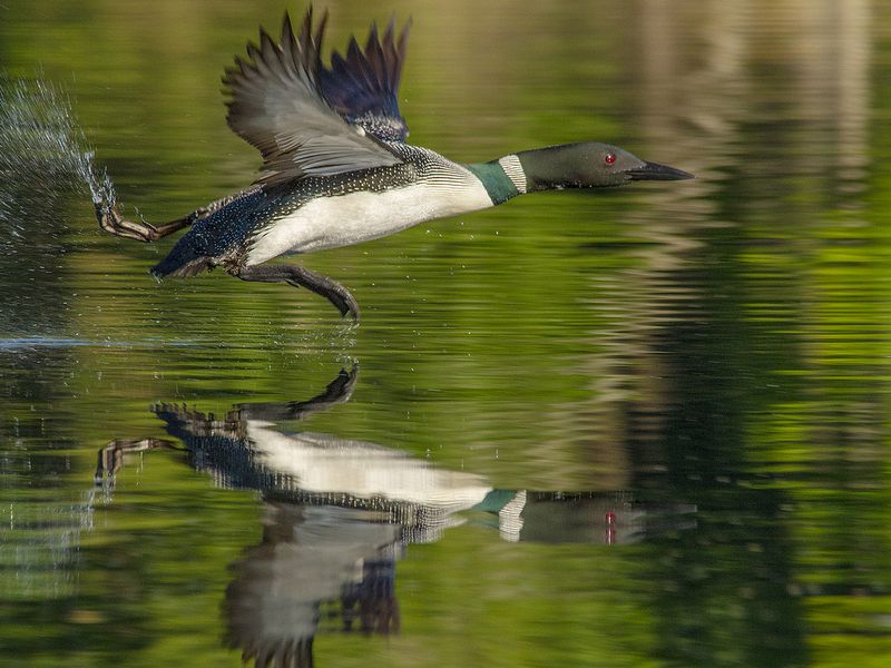 Loon Running On Water Preparing For Take Off. | Smithsonian Photo ...