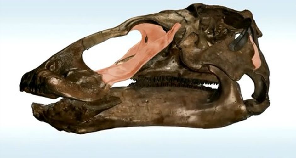 How Hadrosaurs Chewed