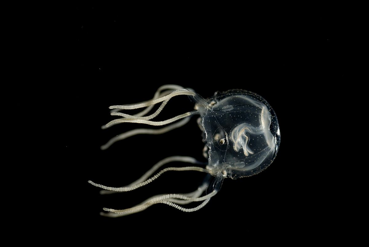 how to make a box jellyfish