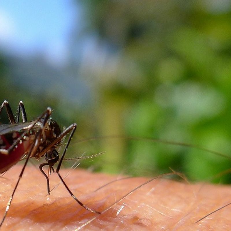 Invisible Biting Insects In Florida