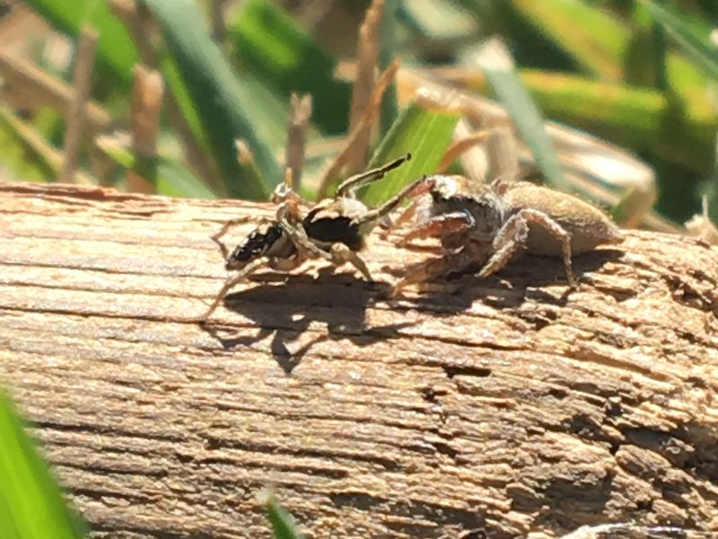 Two Spiders in A Grass Forest | Smithsonian Photo Contest | Smithsonian ...
