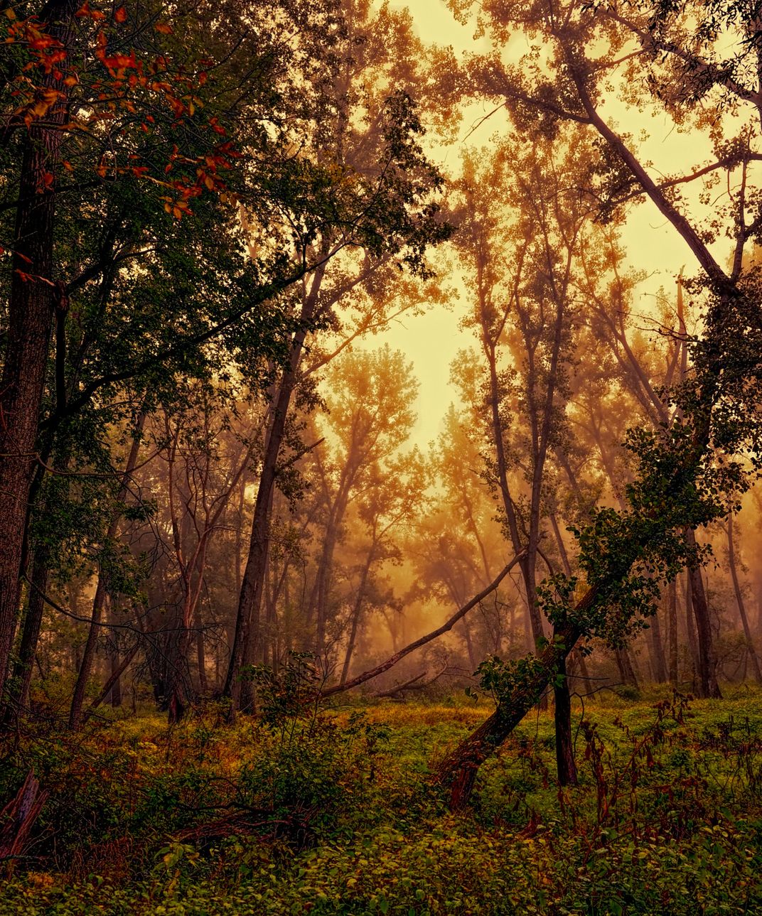 A mystical forest in upstate New York on a foggy autumn morning ...