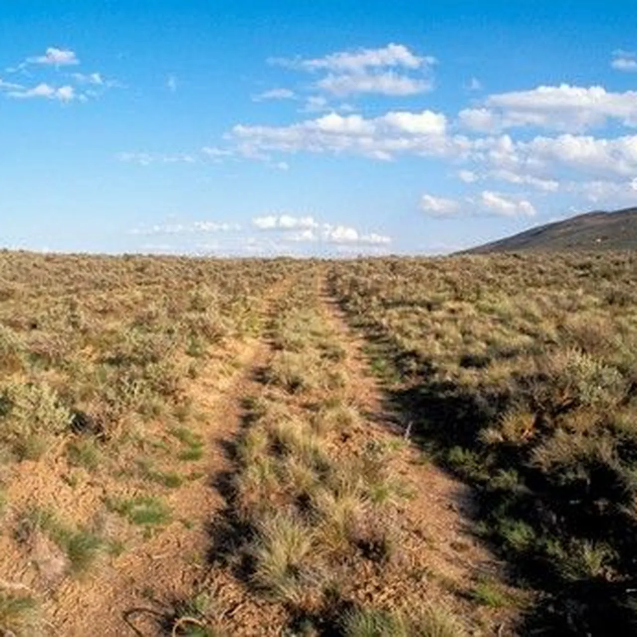 Oregon Trail Dangers Common