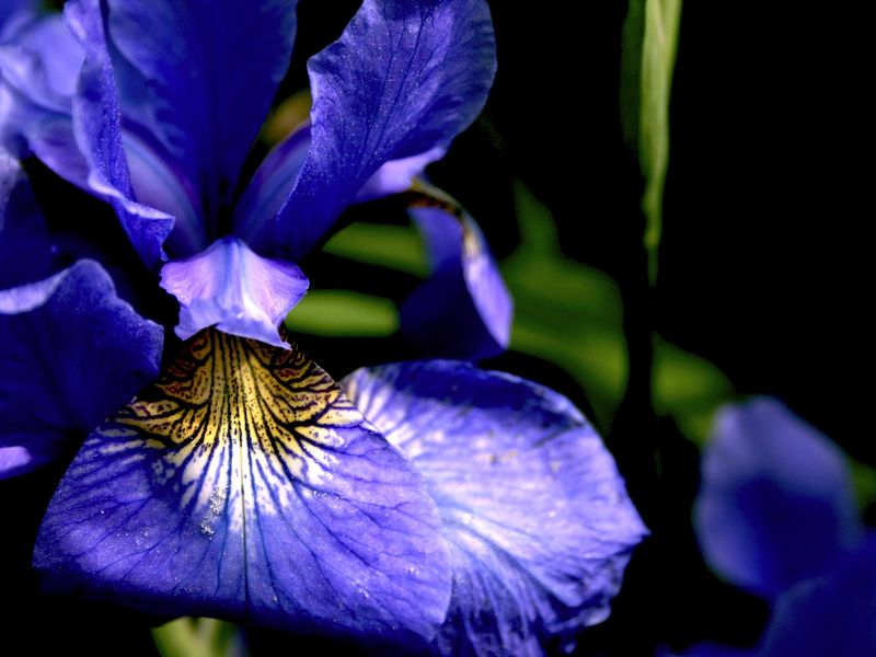 Blue Iris | Smithsonian Photo Contest | Smithsonian Magazine