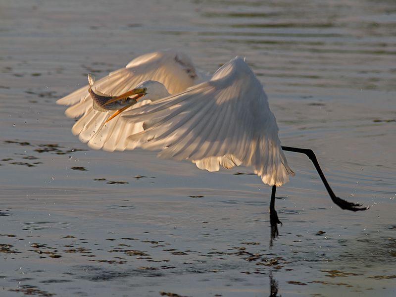 Great Egret Fishing | Smithsonian Photo Contest | Smithsonian Magazine