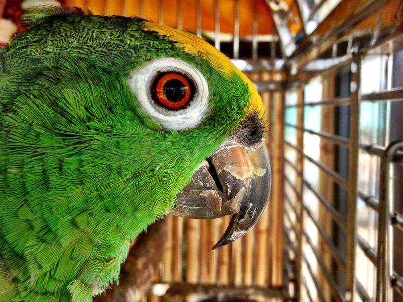 Bucuti & Tara Beach Resort in Aruba have a parrot named Paco. Paco ...