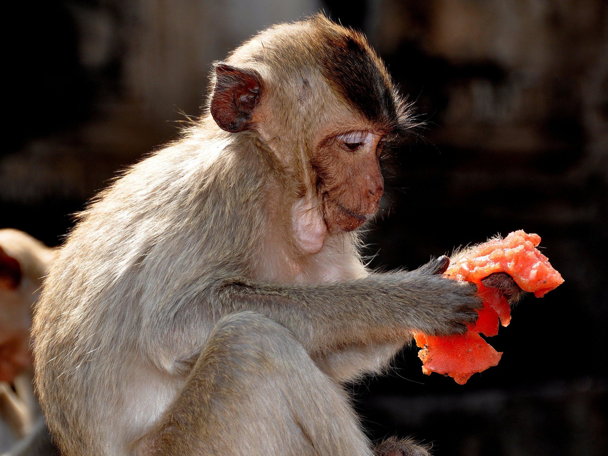 What Really Made Primate Brains So Big?