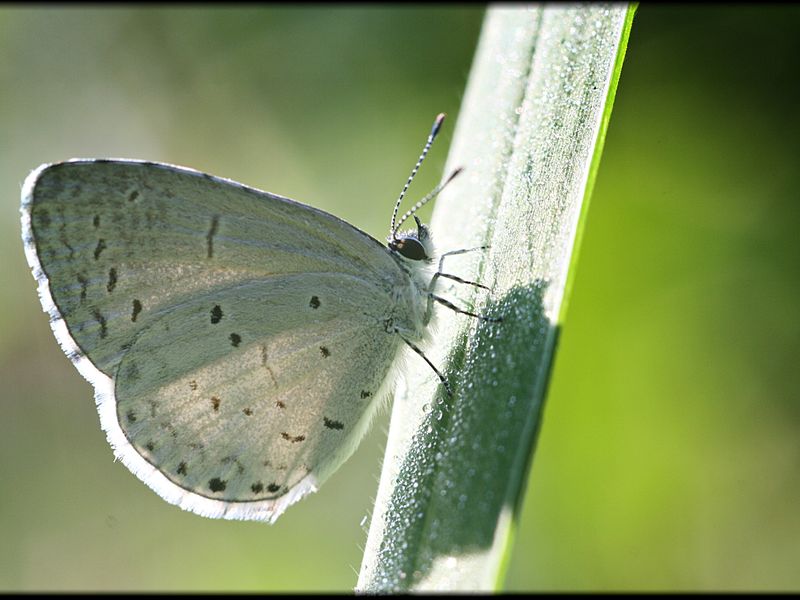 Summer Azure Butterfly on Grass Stalk | Smithsonian Photo Contest ...