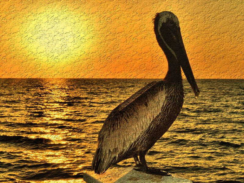 Pelican at Sunset | Smithsonian Photo Contest | Smithsonian Magazine