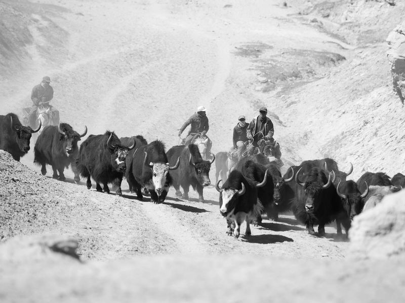 Yak attack | Smithsonian Photo Contest | Smithsonian Magazine