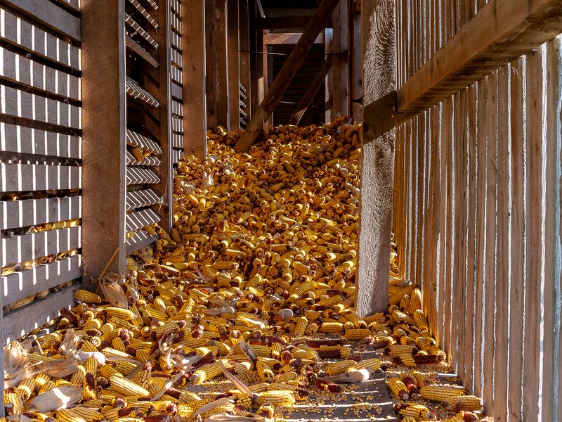 Feed Corn Storage in Amish Barn | Smithsonian Photo Contest ...