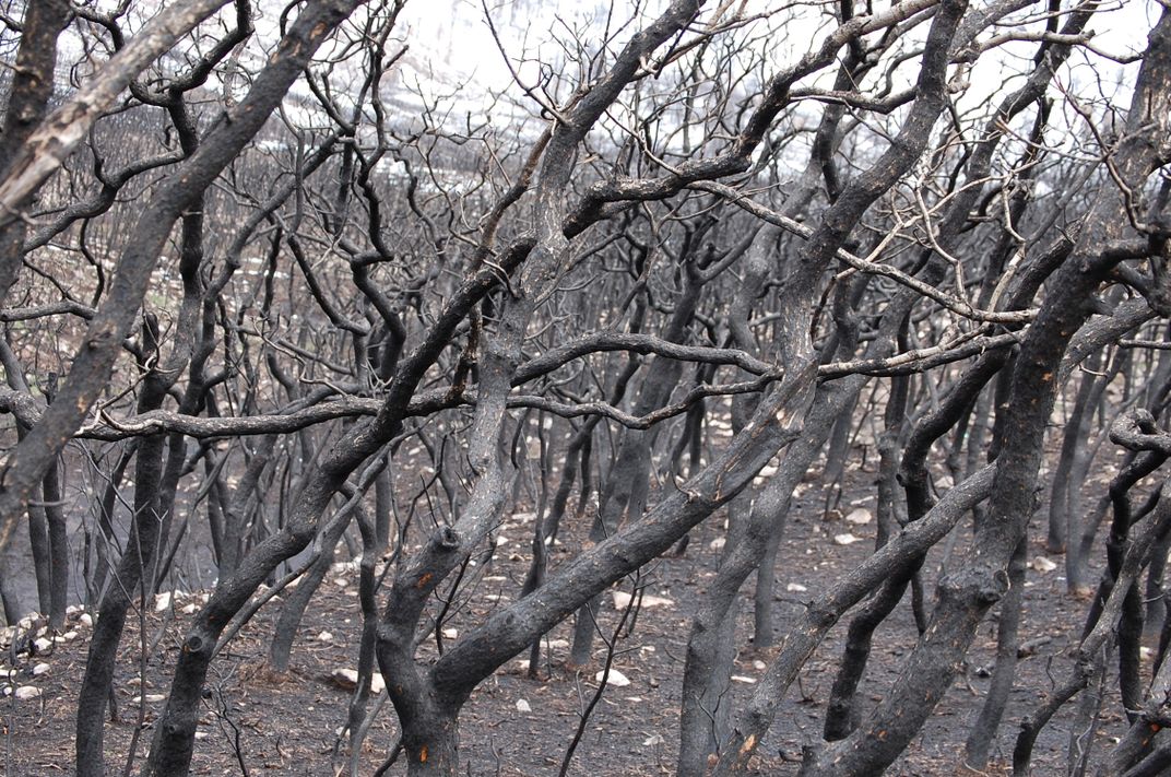 Burned trees on the side of a mountain in southeast Utah. | Smithsonian ...