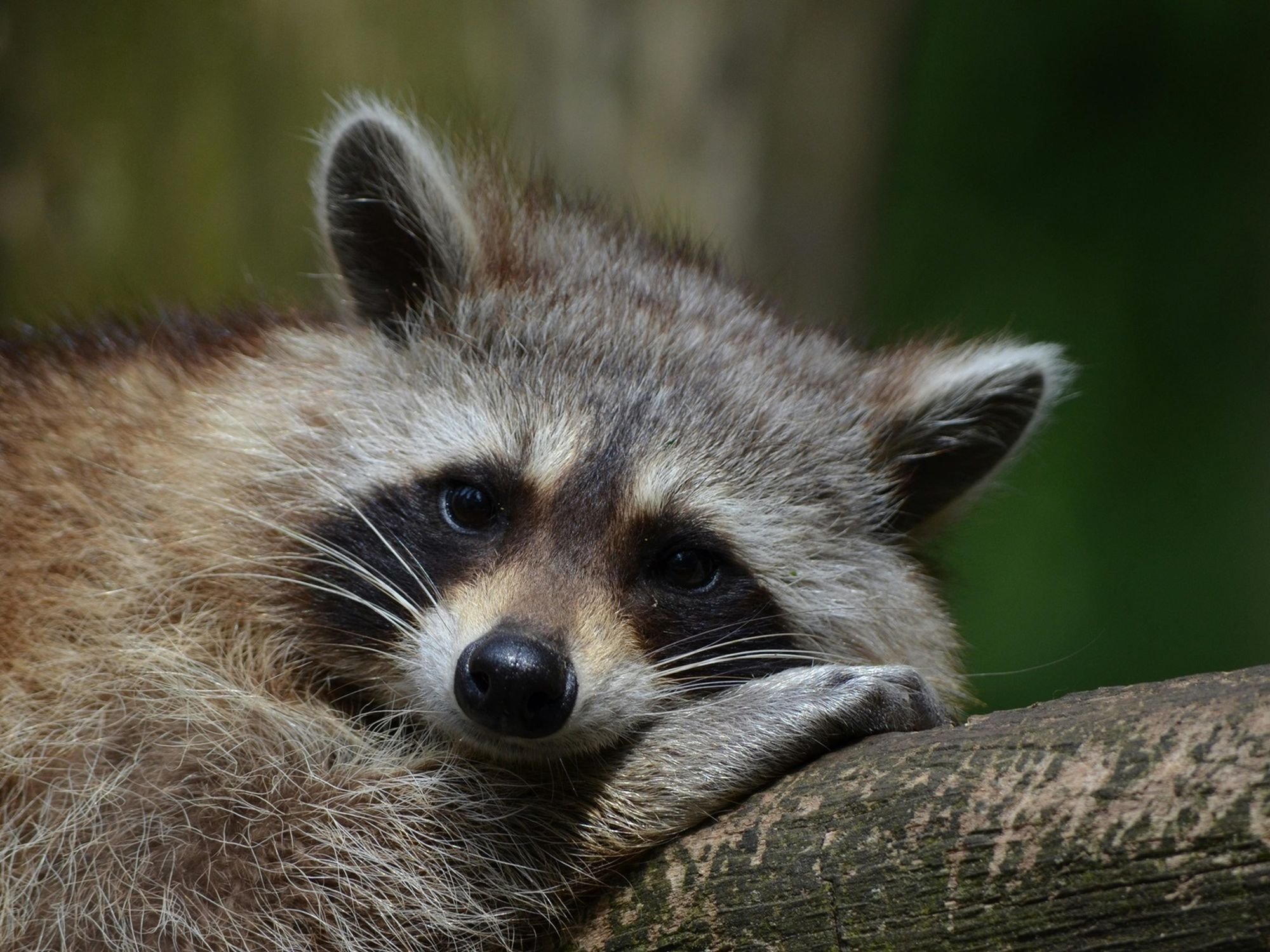 The Long and Fascinating History of Raccoons in North American Culture ...