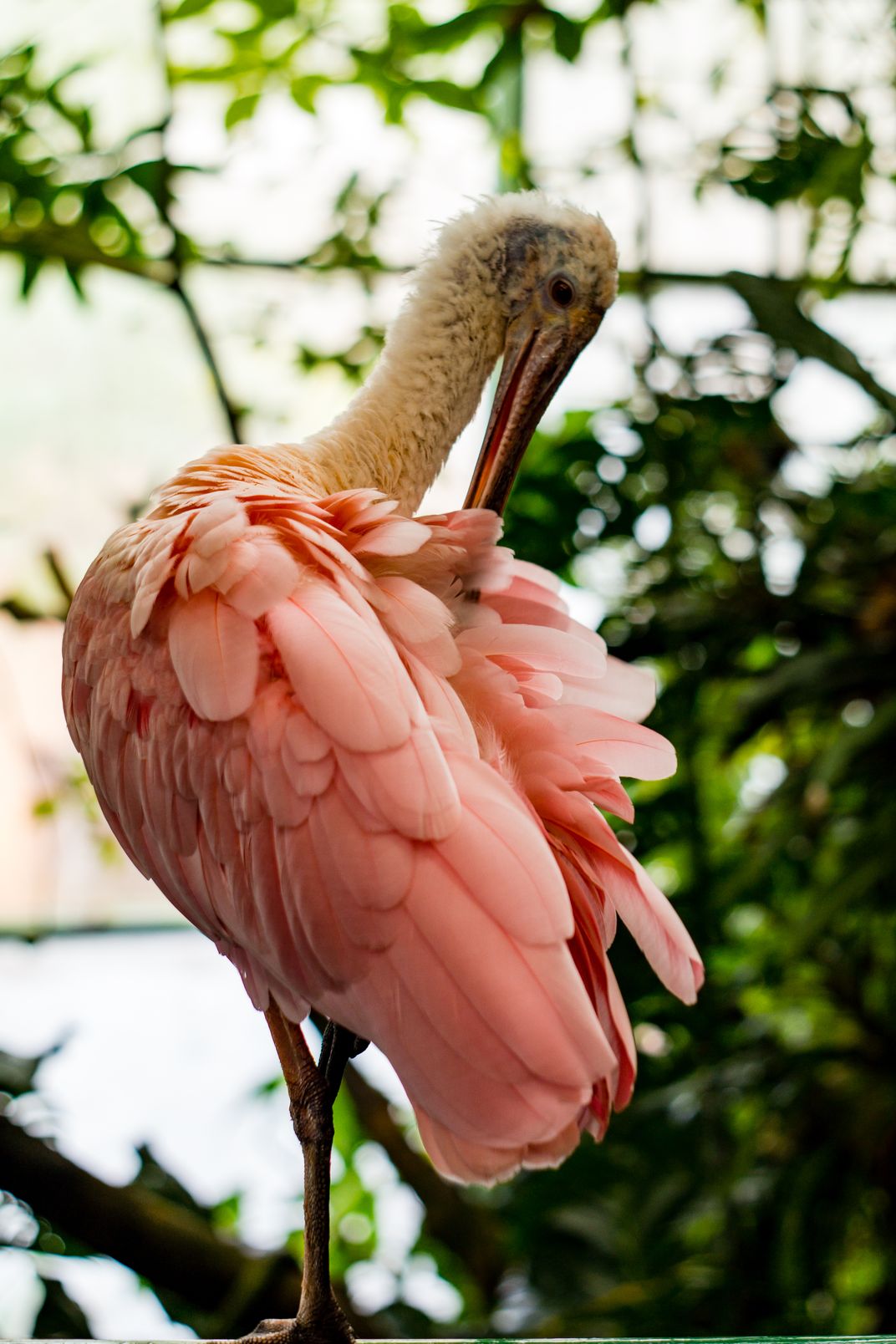 A Roseate Spoonbill at the Smithsonian National Zoo | Smithsonian Photo ...
