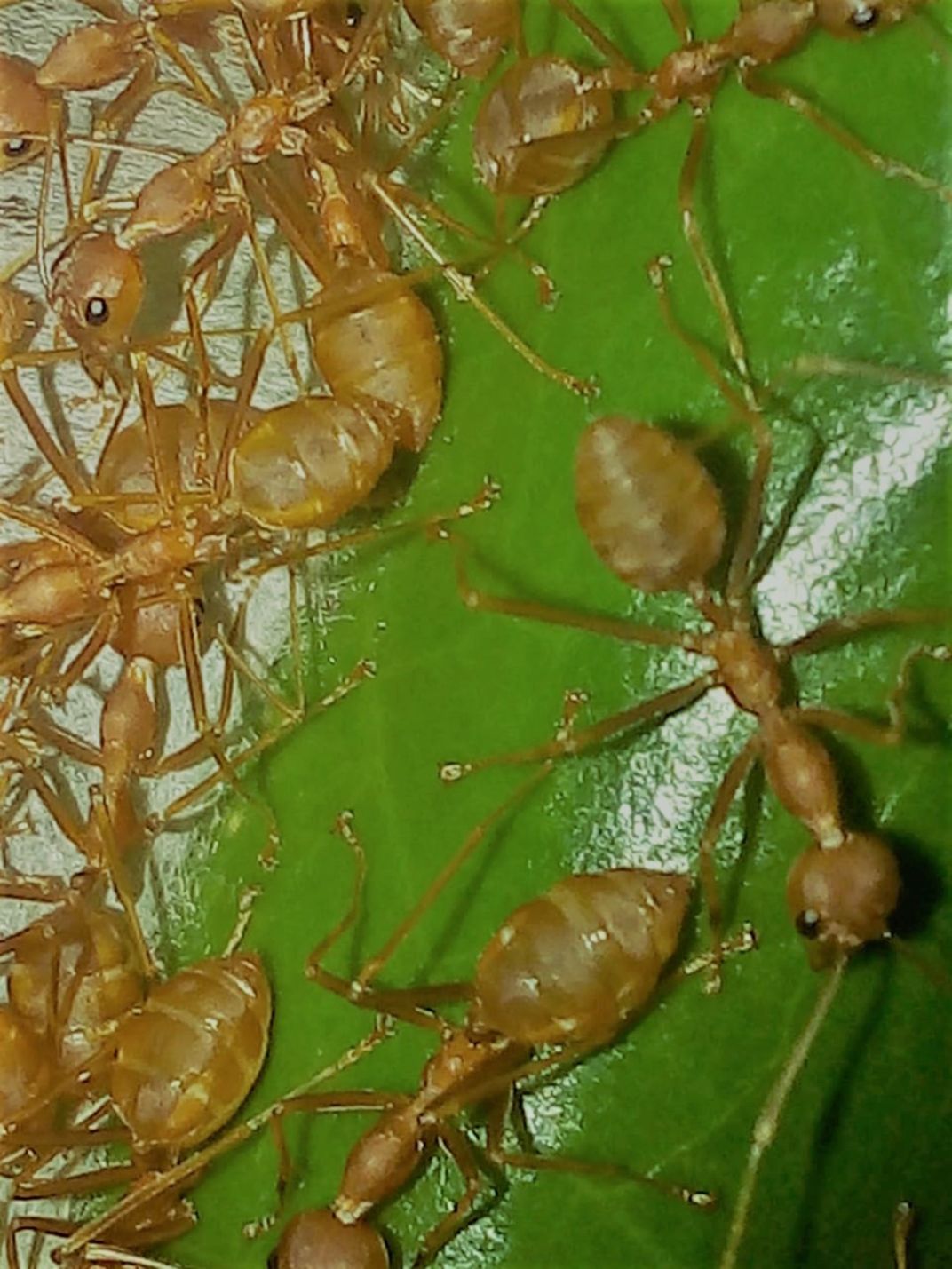 Weaver ants | Smithsonian Photo Contest | Smithsonian Magazine