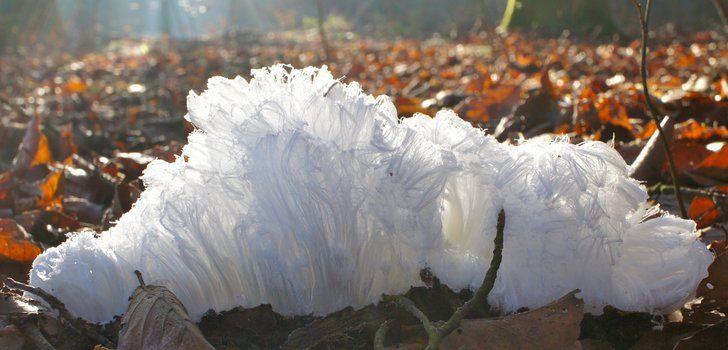 frost on trees called