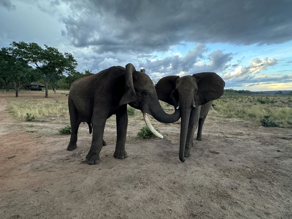 How Do Elephants Say Hello? Reunions Lead to Ear Flapping, Rumbling and ...