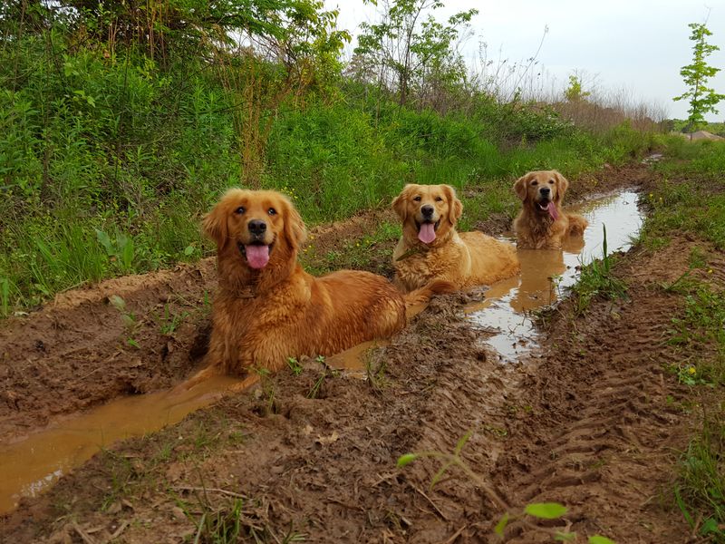 We need to cool off. This mudhole will do. | Smithsonian Photo Contest ...