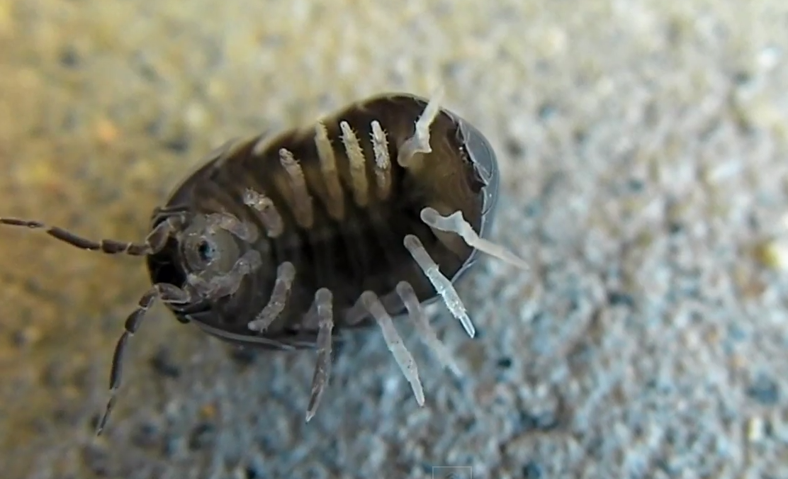 potato bug roly poly