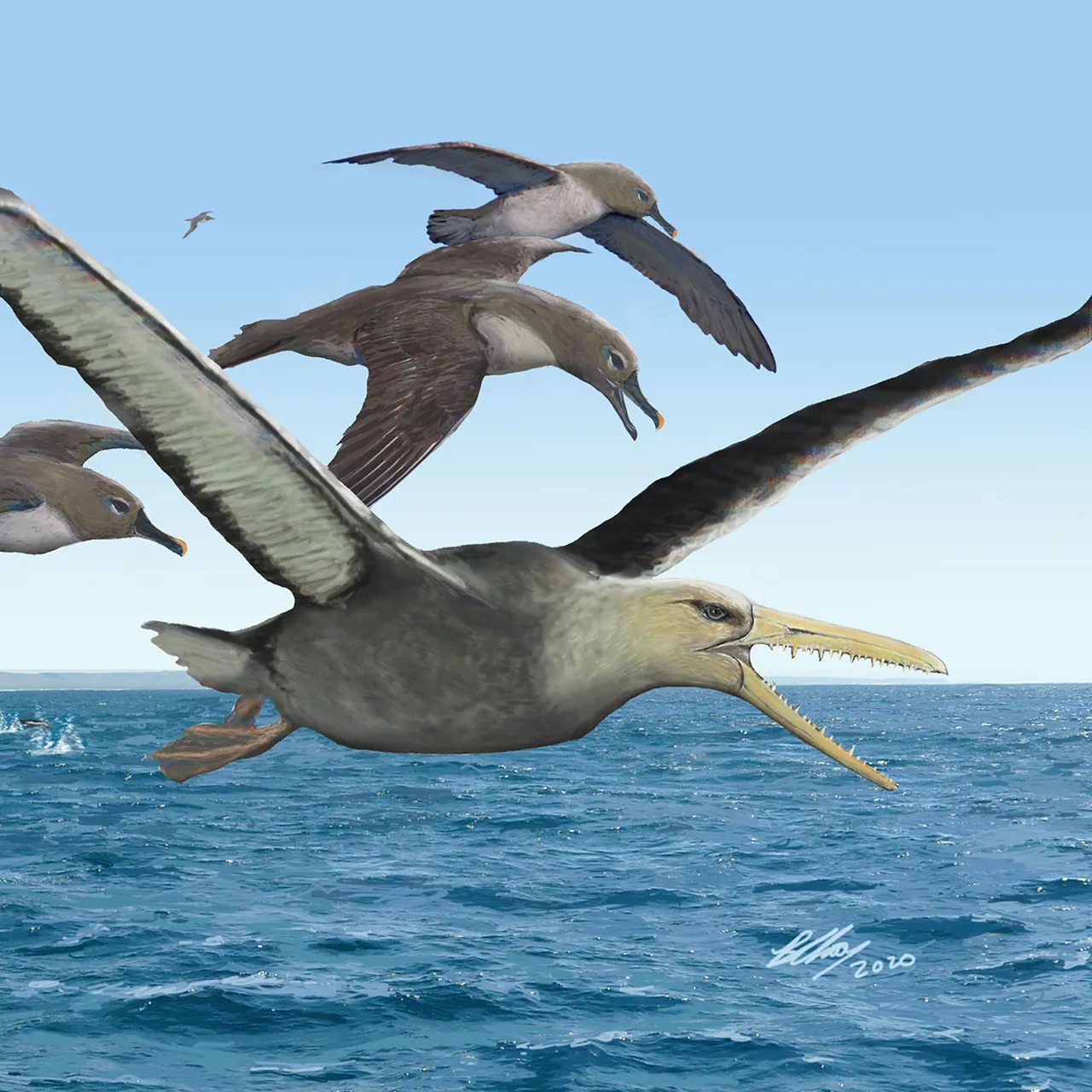 largest bird wingspan