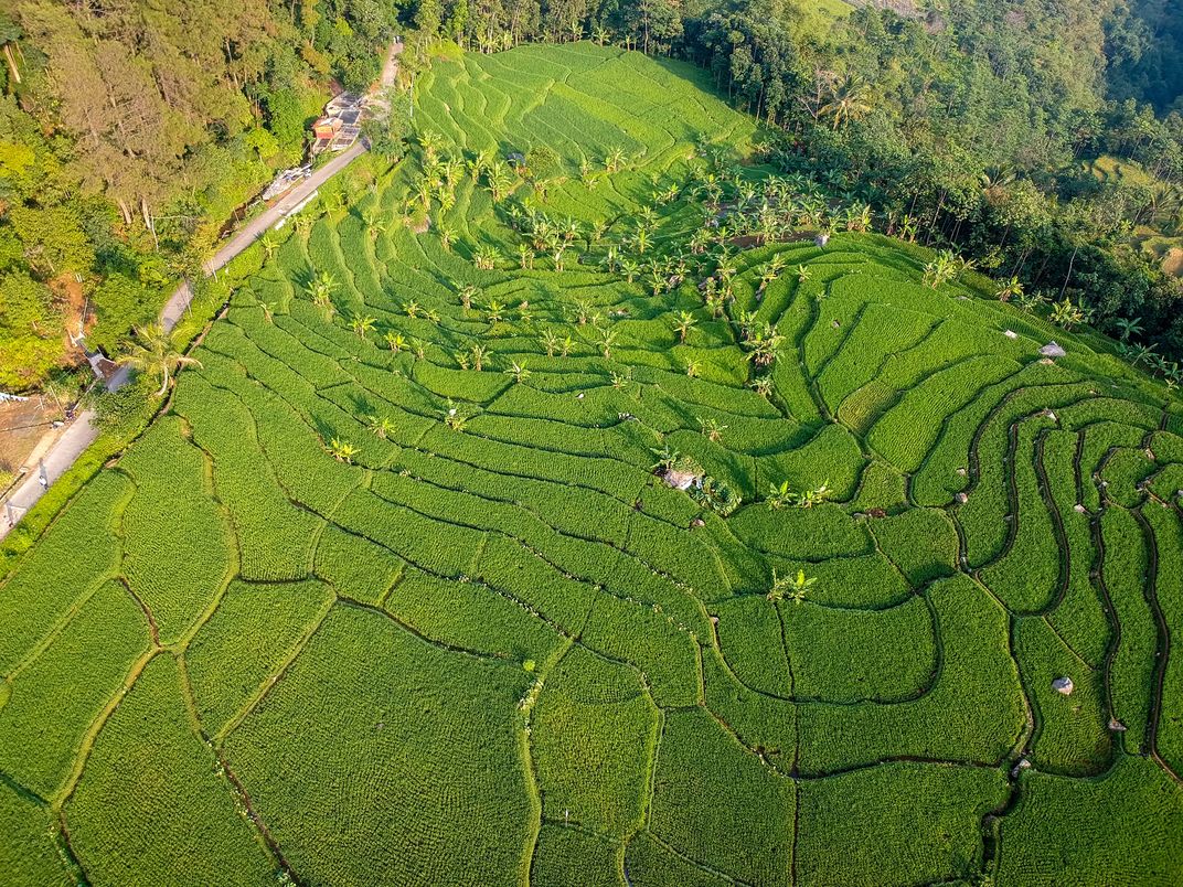 Rice terraces under the morning sun in West Java | Smithsonian Photo ...