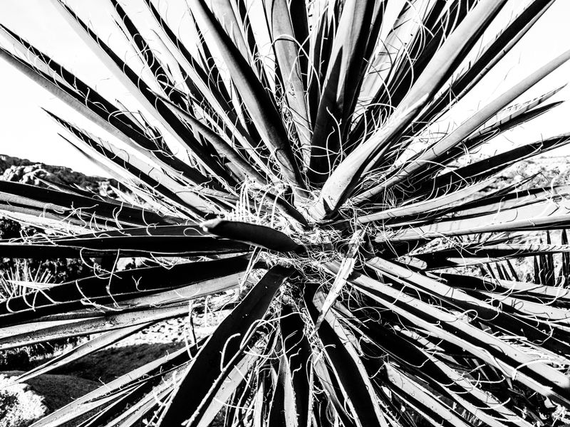 spikes | Smithsonian Photo Contest | Smithsonian Magazine