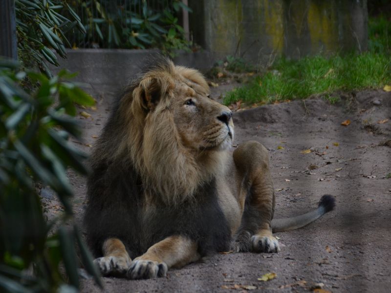 A Proud Lion | Smithsonian Photo Contest | Smithsonian Magazine