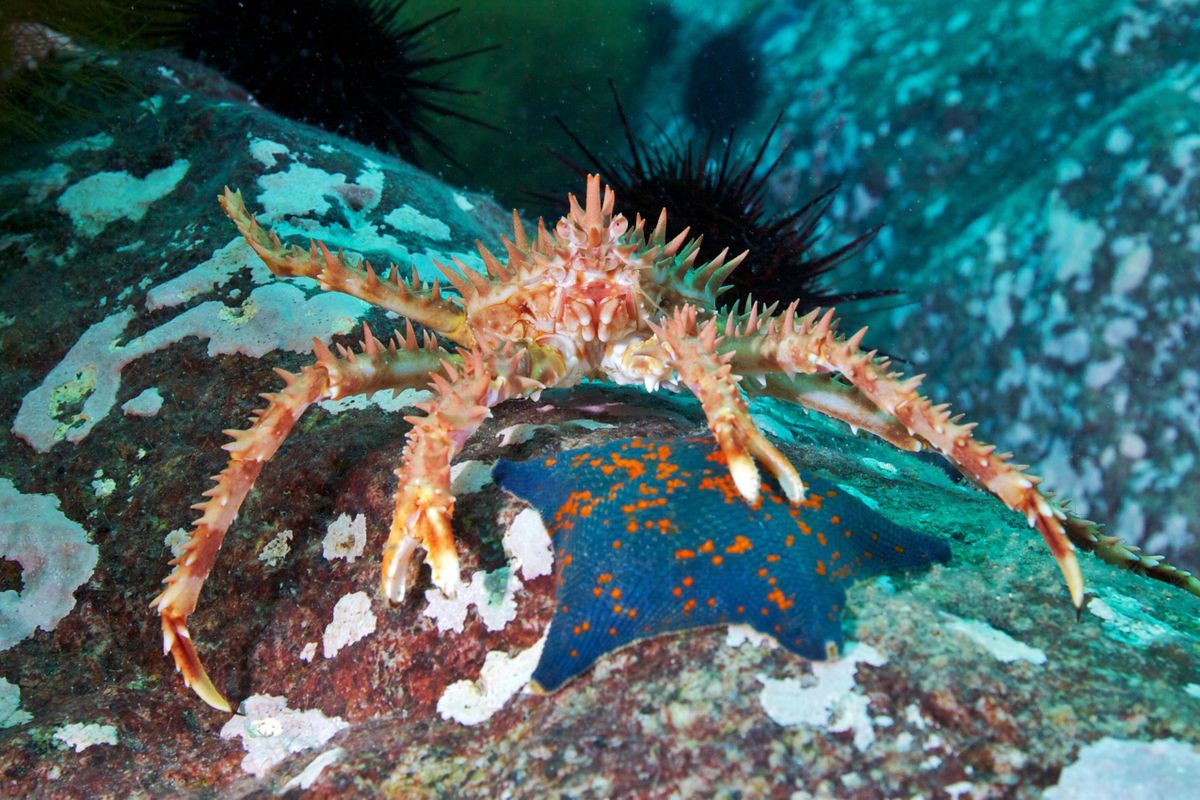What Is Blue King Crab