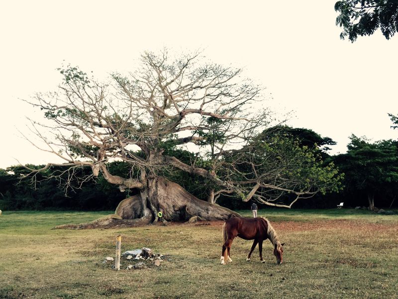 Ceiba Tree | Smithsonian Photo Contest | Smithsonian Magazine