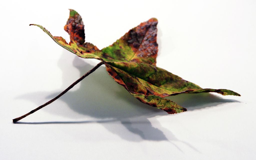 Portrait of a fall leaf | Smithsonian Photo Contest | Smithsonian Magazine