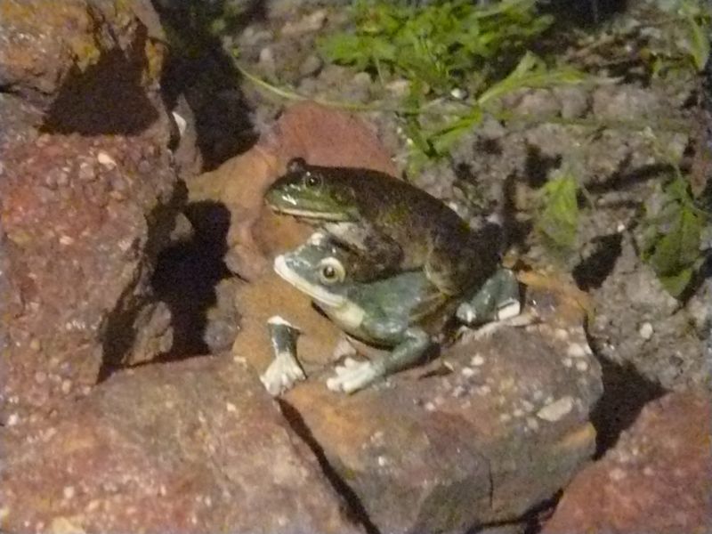 frog sitting on fake frog | Smithsonian Photo Contest | Smithsonian ...