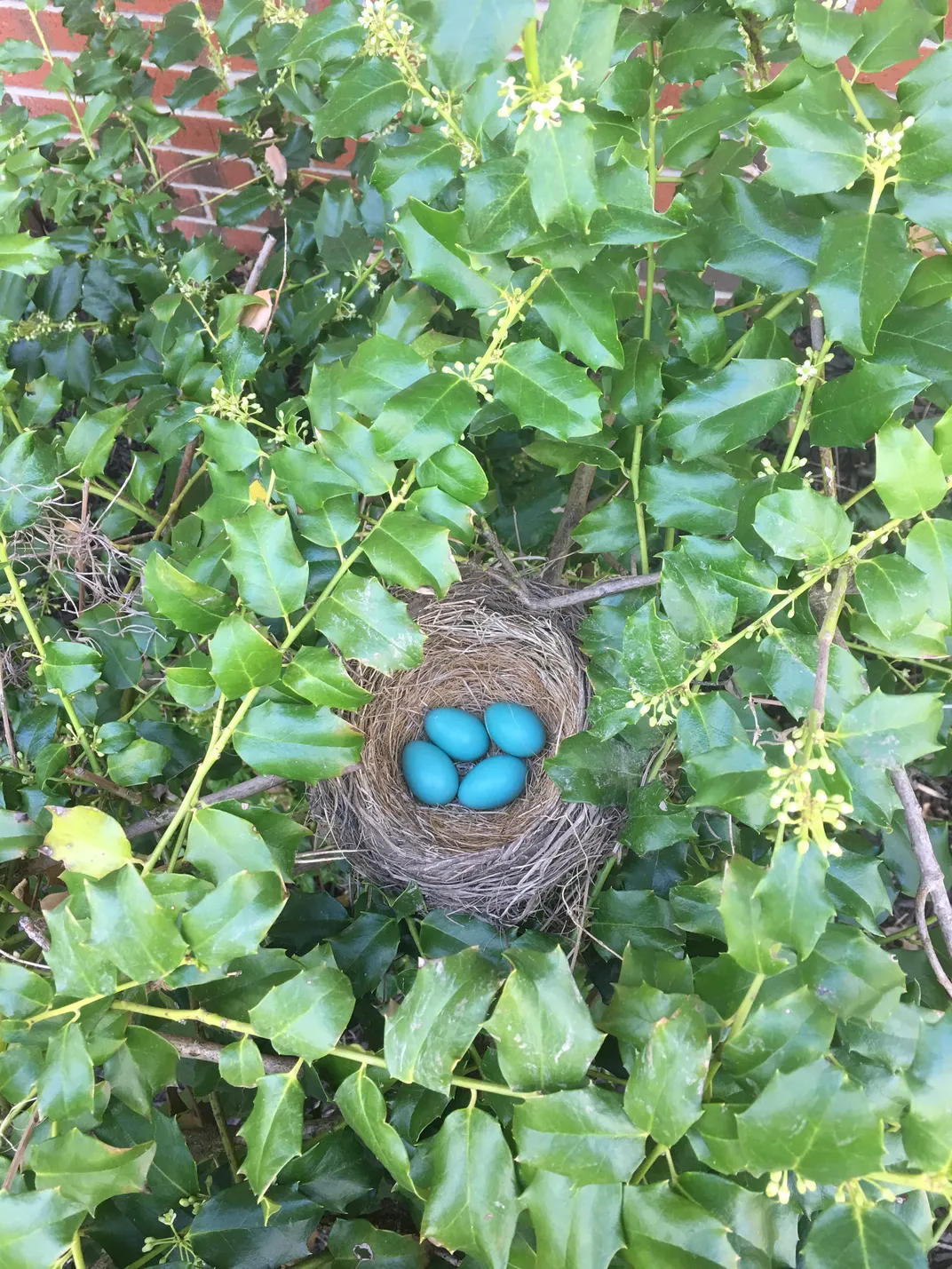 Robin’s Eggs | Smithsonian Photo Contest | Smithsonian Magazine